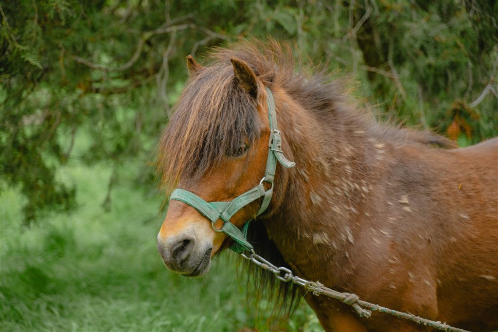 Les cinq secrets méconnus du Falabella, le cheval miniature d'exception